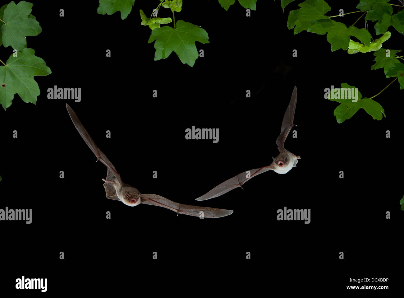 Long-fingered Bat (Myotis capaccinii) and Bent-wing Bat, Schreibers ...