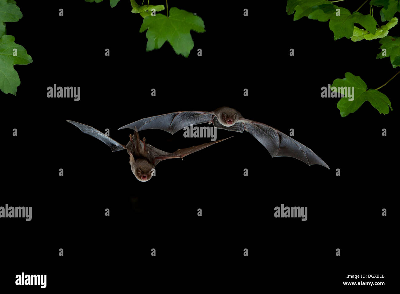 Bent wing bats hi-res stock photography and images - Alamy