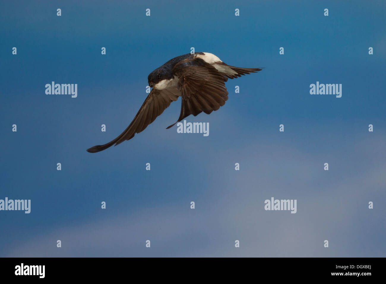 Common house martin hi-res stock photography and images - Alamy