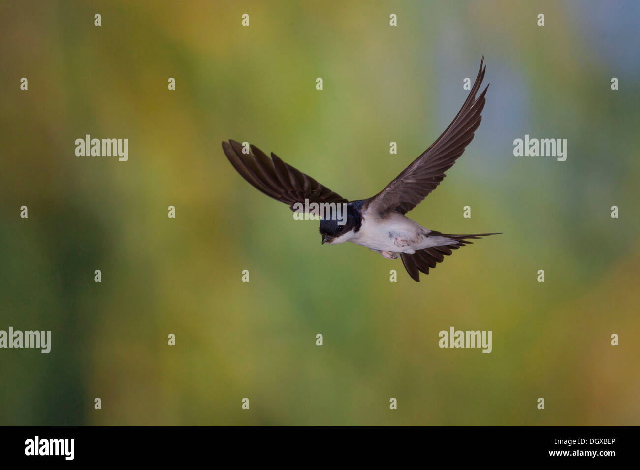 Common house martin hi-res stock photography and images - Alamy