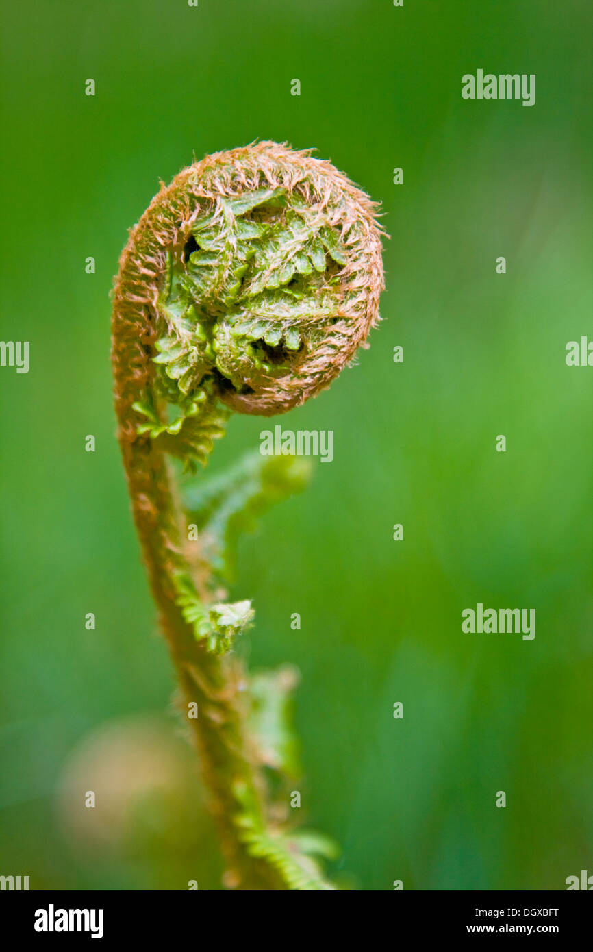 New plant emerging hi-res stock photography and images - Alamy