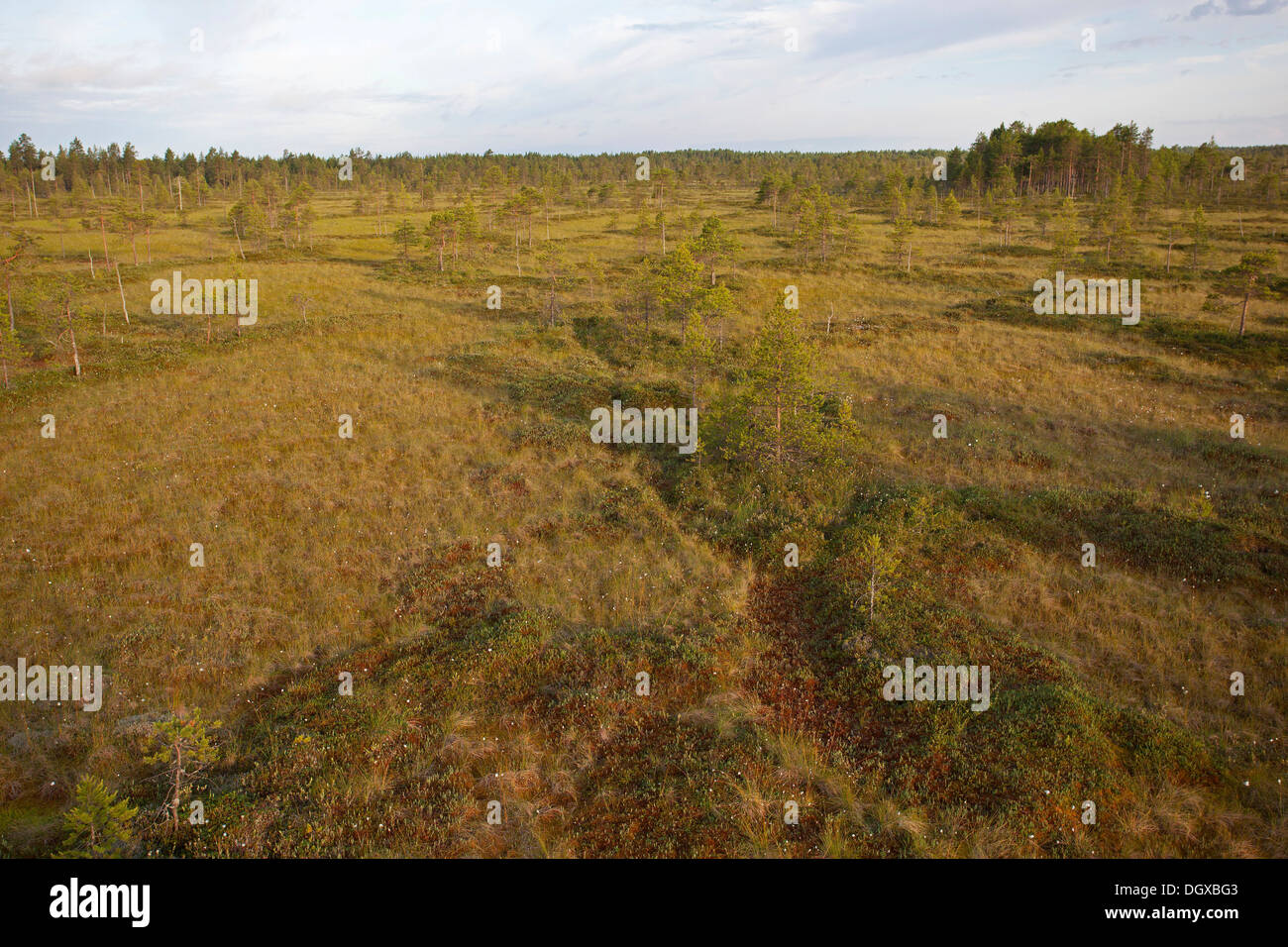 Moor landscape hi-res stock photography and images - Alamy