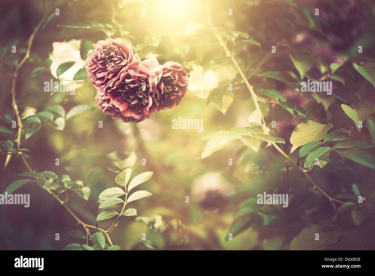 Bush roses hi-res stock photography and images - Alamy