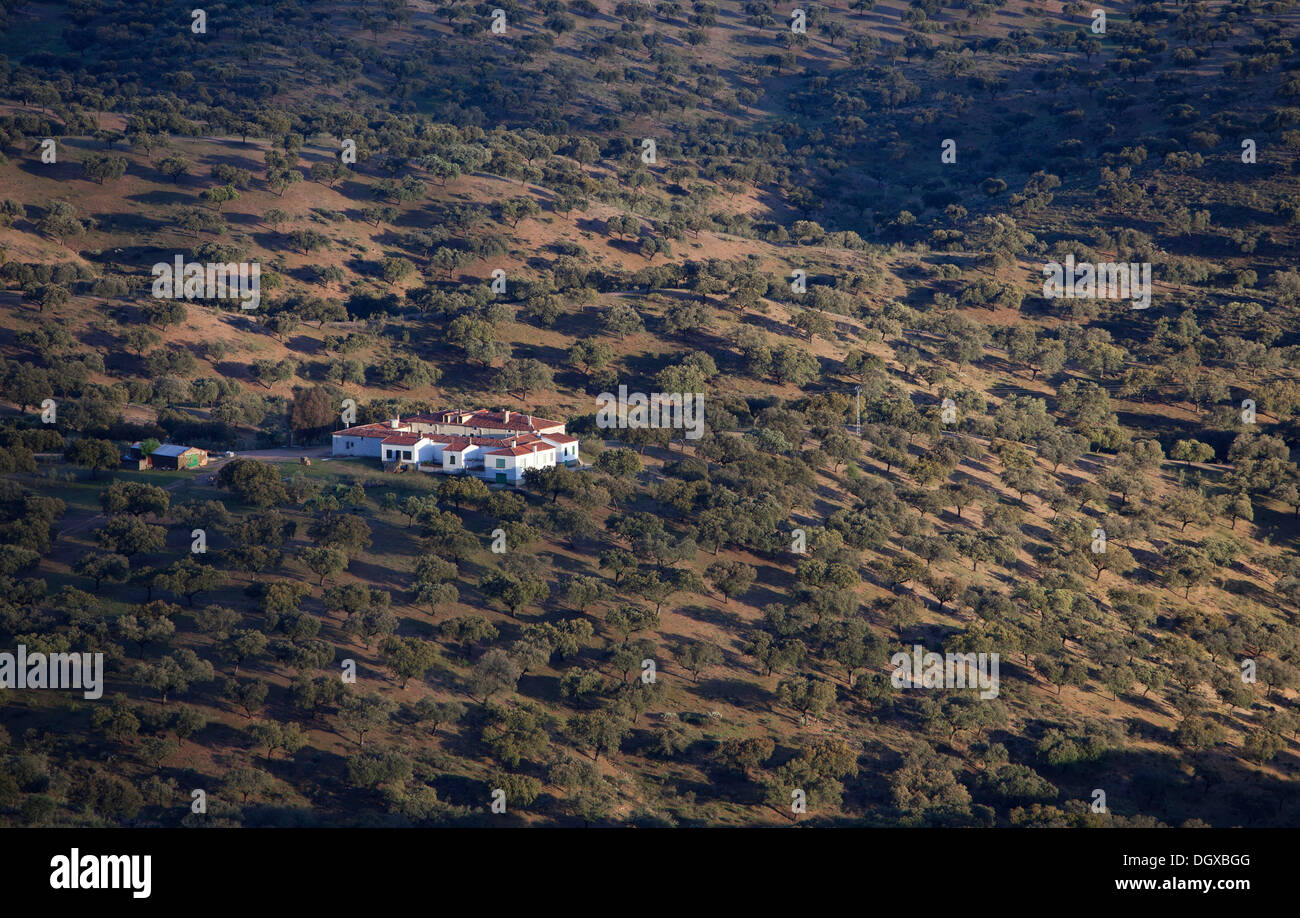Oak forest hi-res stock photography and images - Alamy