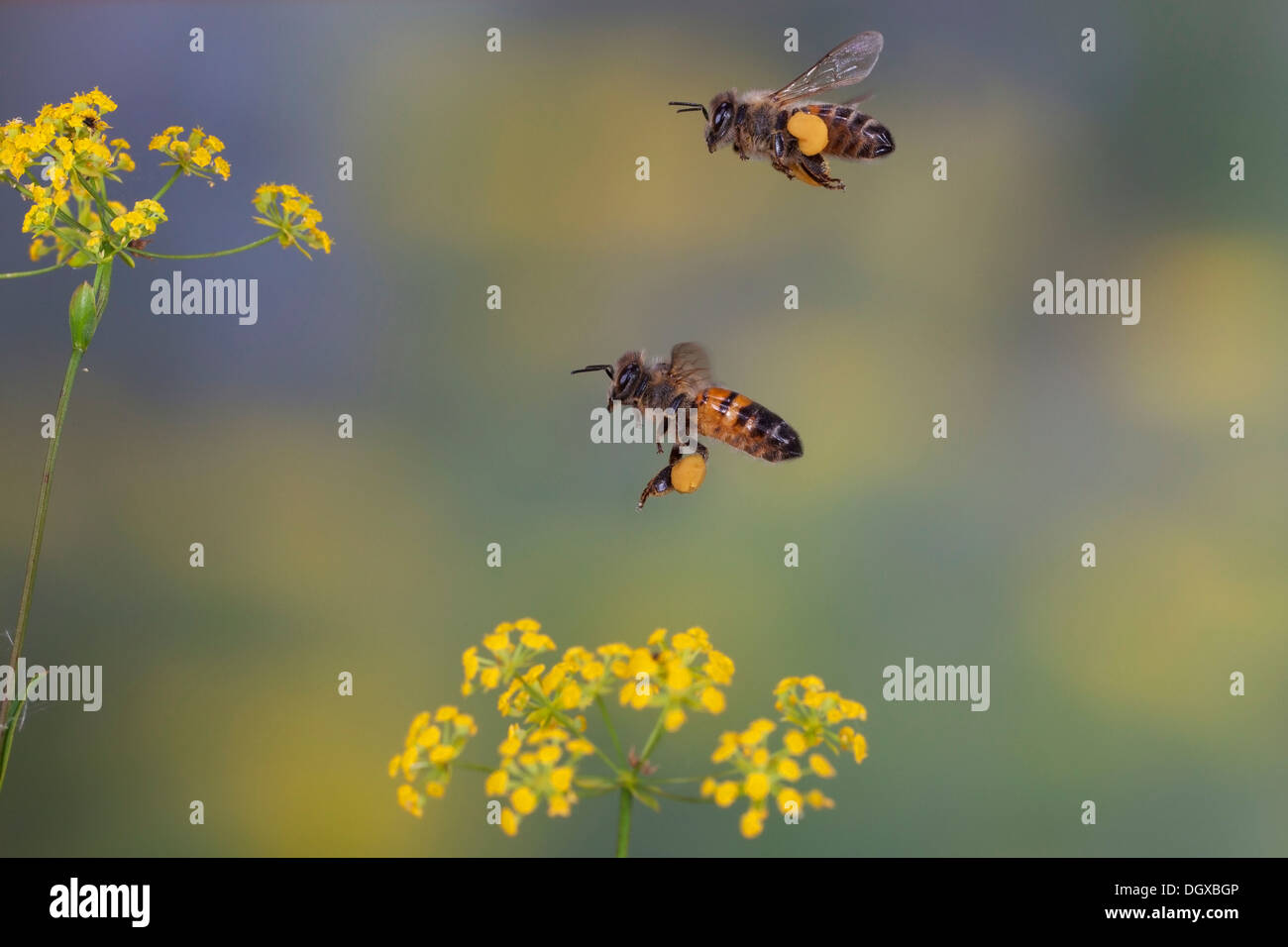 Two honey bees flying hi-res stock photography and images - Alamy
