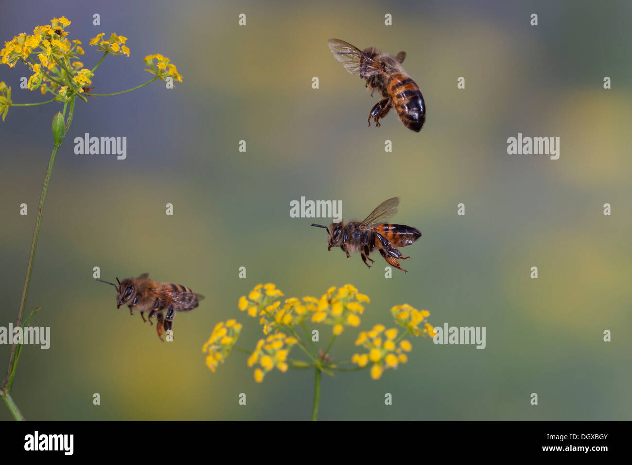 Western Honey Bees or European Honey Bees (Apis mellifera) in flight ...