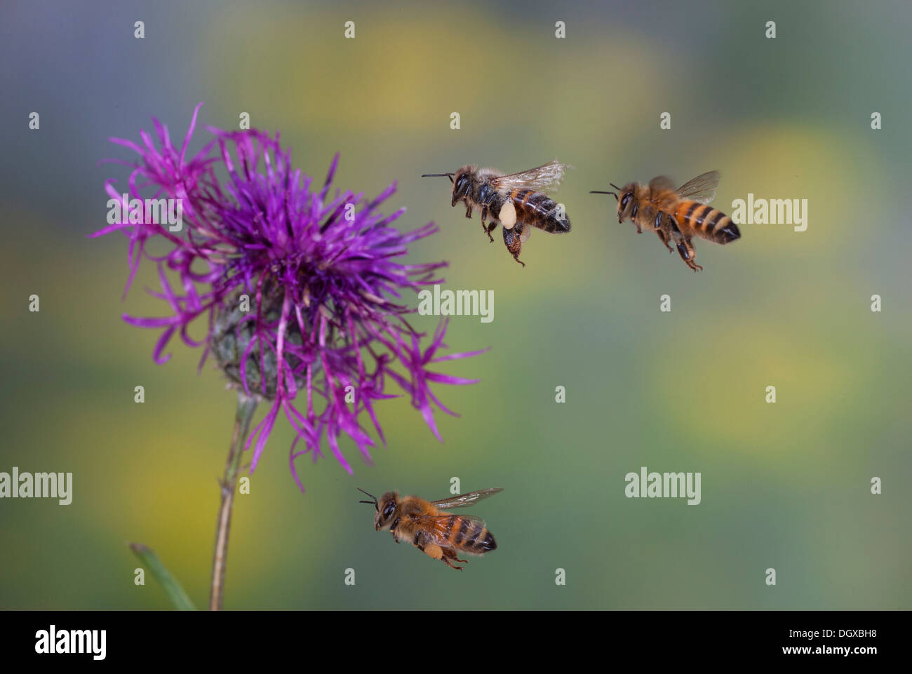 Western Honey Bees or European Honey Bees (Apis mellifera) in flight ...