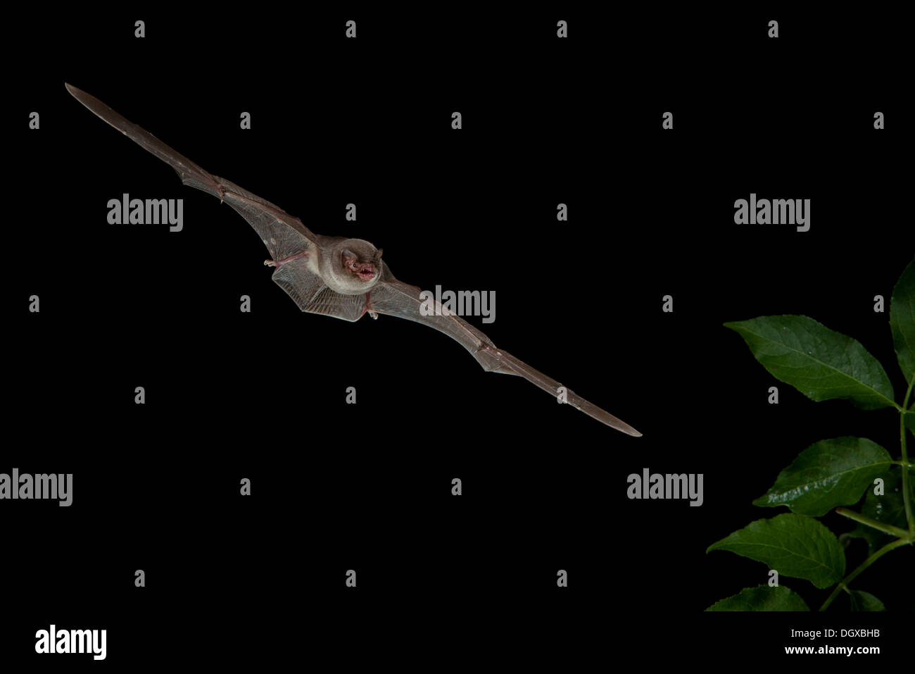 Bent-wing Bat, Schreibers' Long-fingered Bat or Schreibers' Bat ...