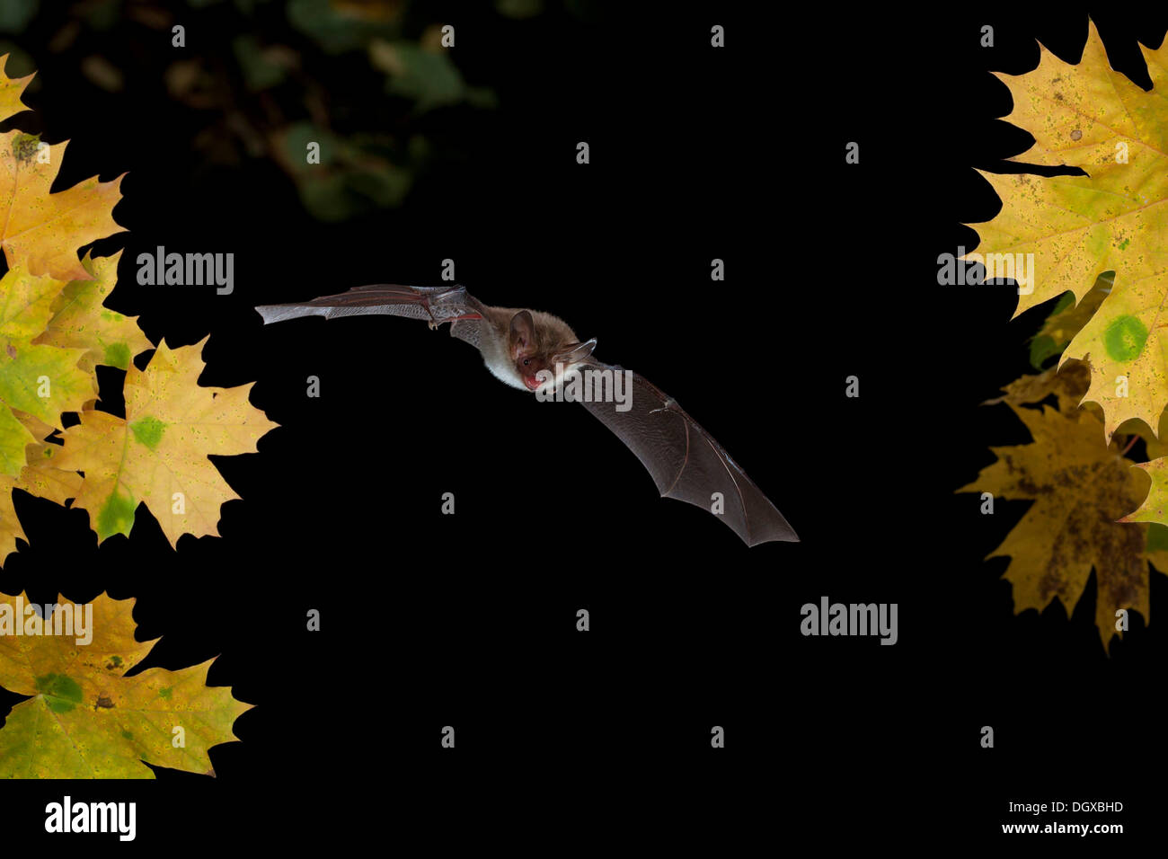 Bechstein's Bat (Myotis bechsteinii) in flight, Thuringia, Germany ...