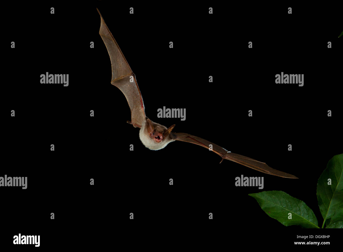 Lesser Mouse-eared Bat (Myotis blythii) in flight, Bulgaria Stock Photo ...