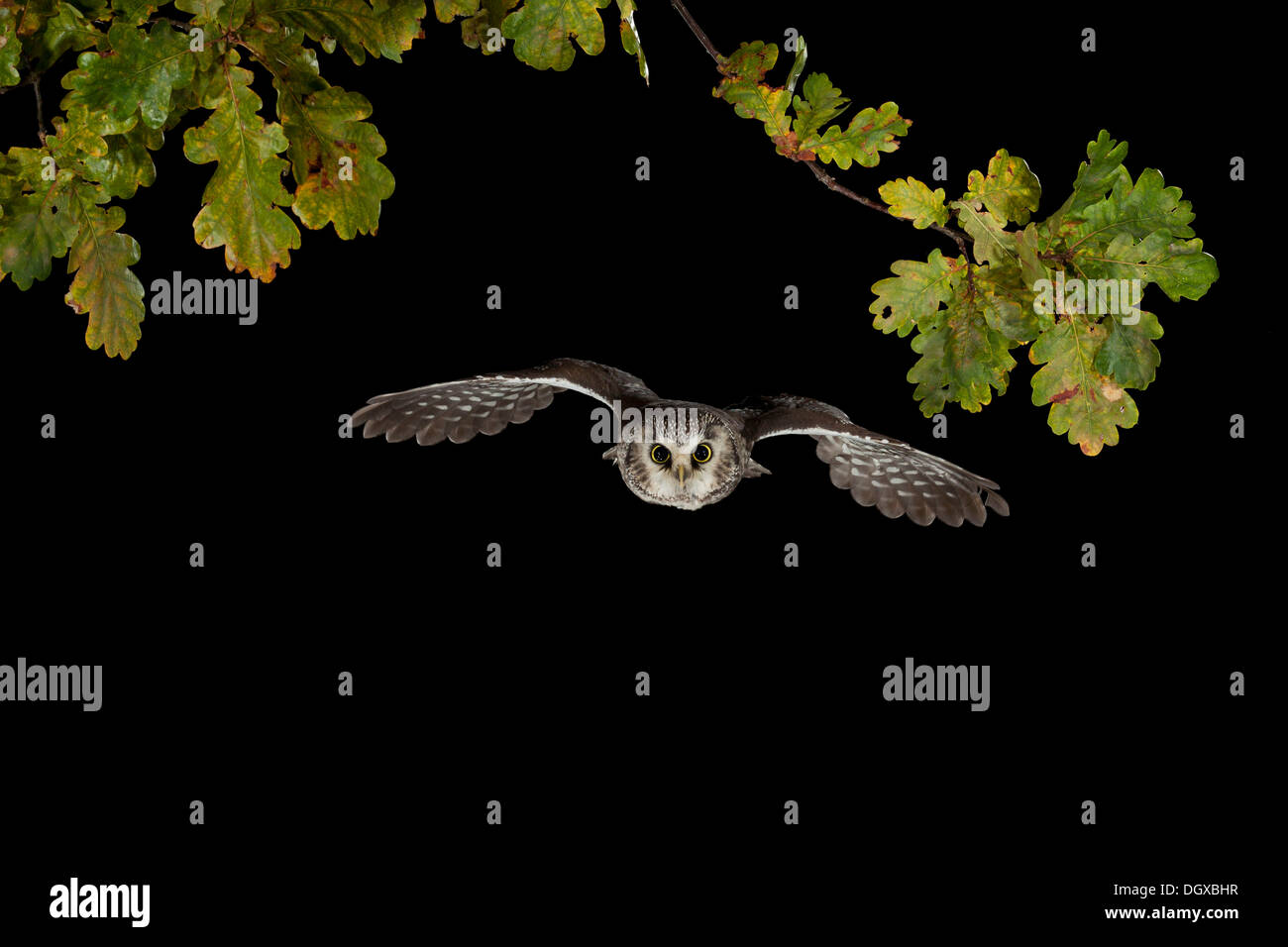 Tengmalms night owl hi-res stock photography and images - Alamy