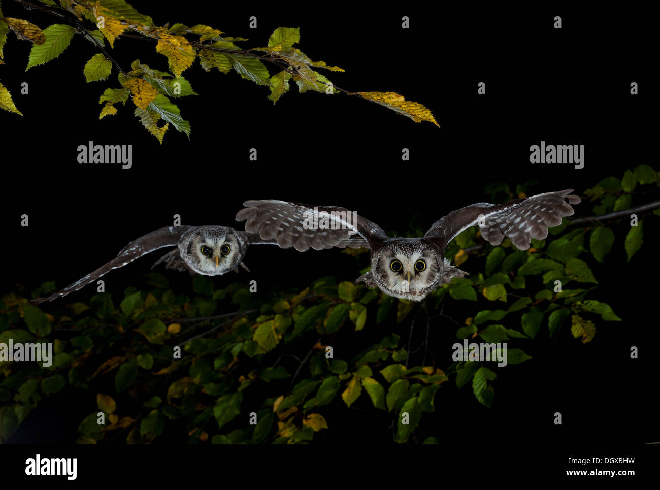 Owls in flight hi-res stock photography and images - Alamy
