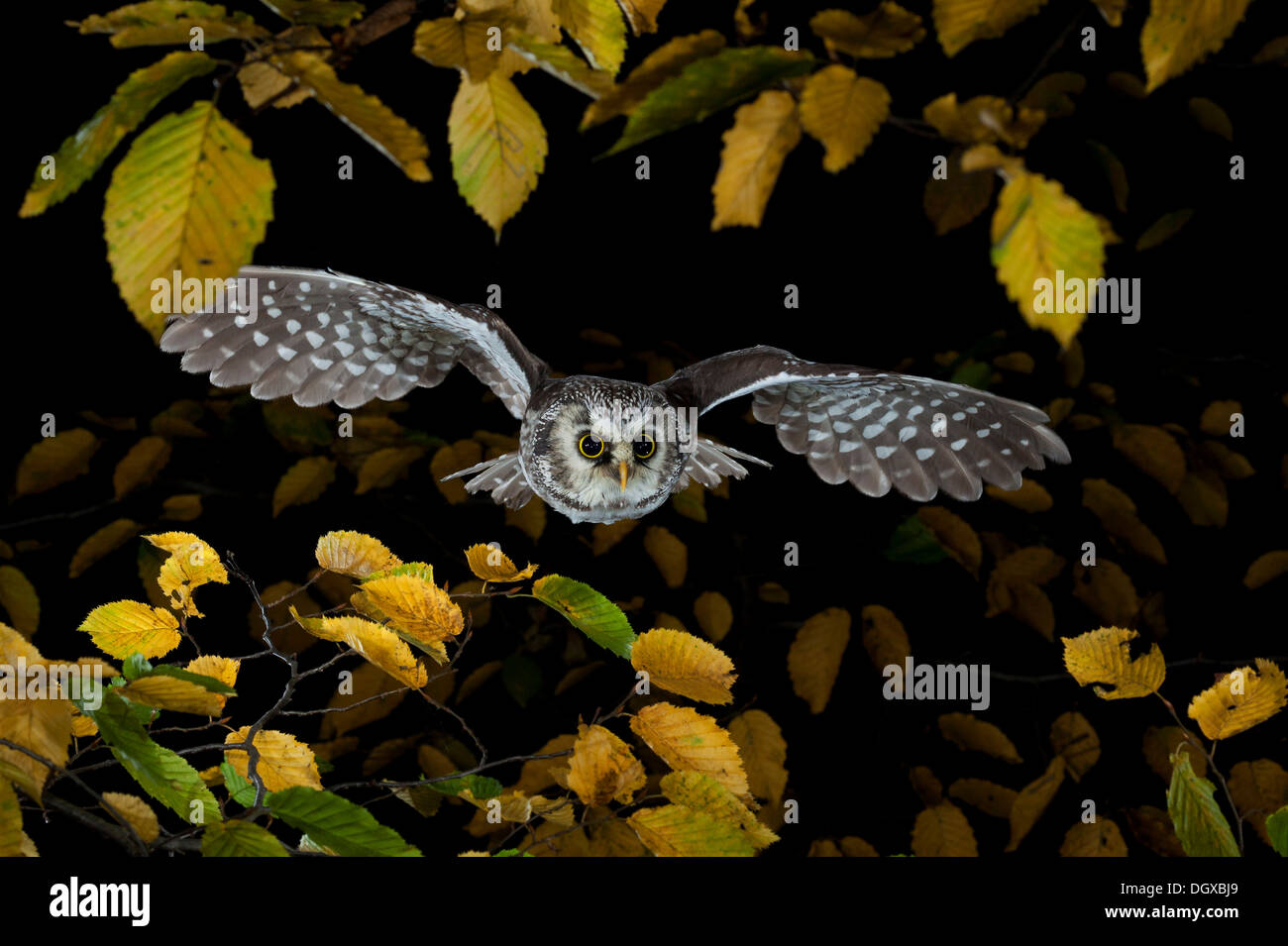 Boreal Owl (Aegolius funereus) in flight, Thuringia, Germany Stock ...