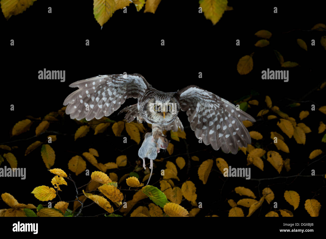 Boreal Owl (Aegolius funereus) carrying a captured yellow-necked mouse ...