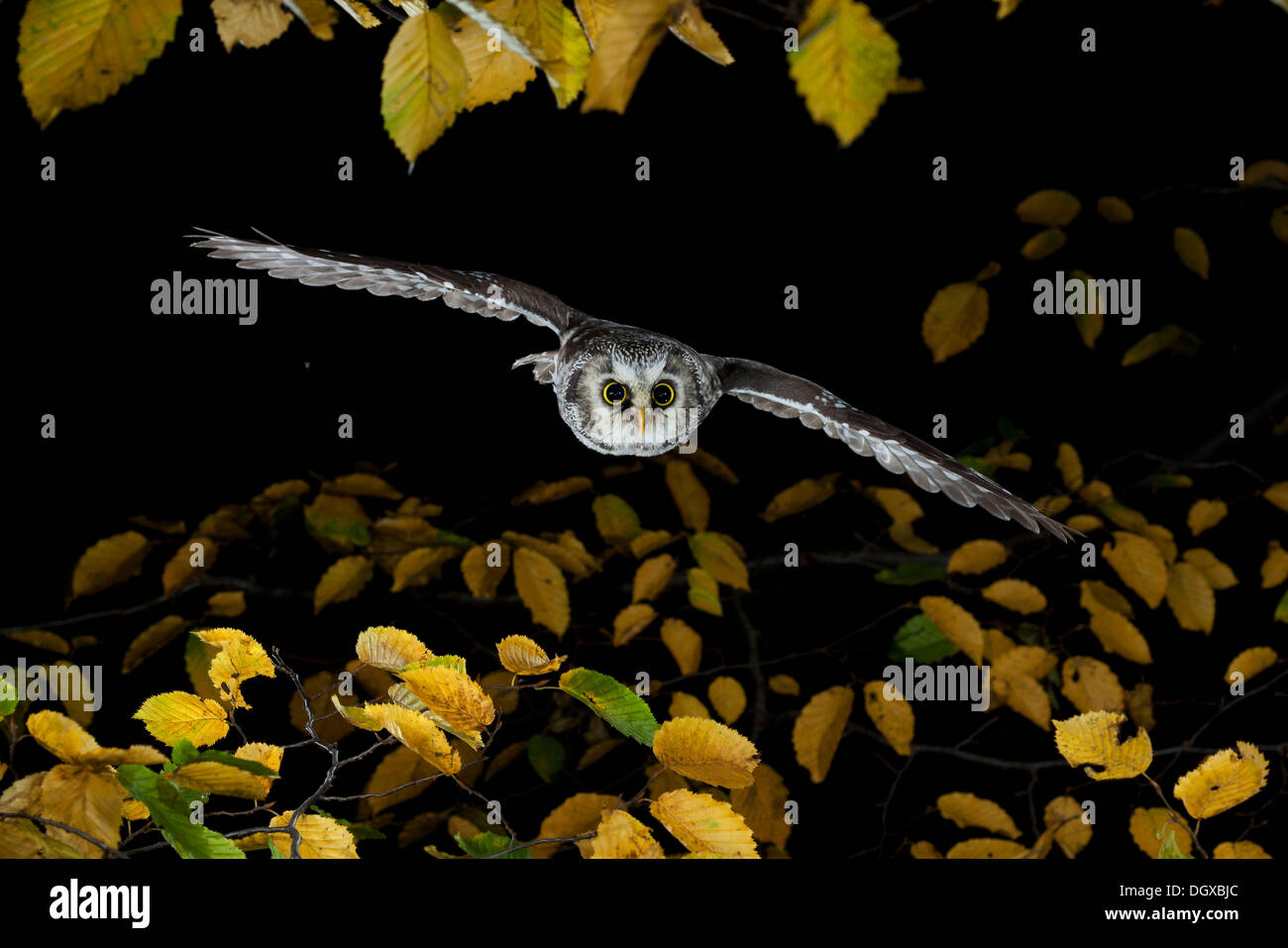 Owl in flight front view hi-res stock photography and images - Alamy