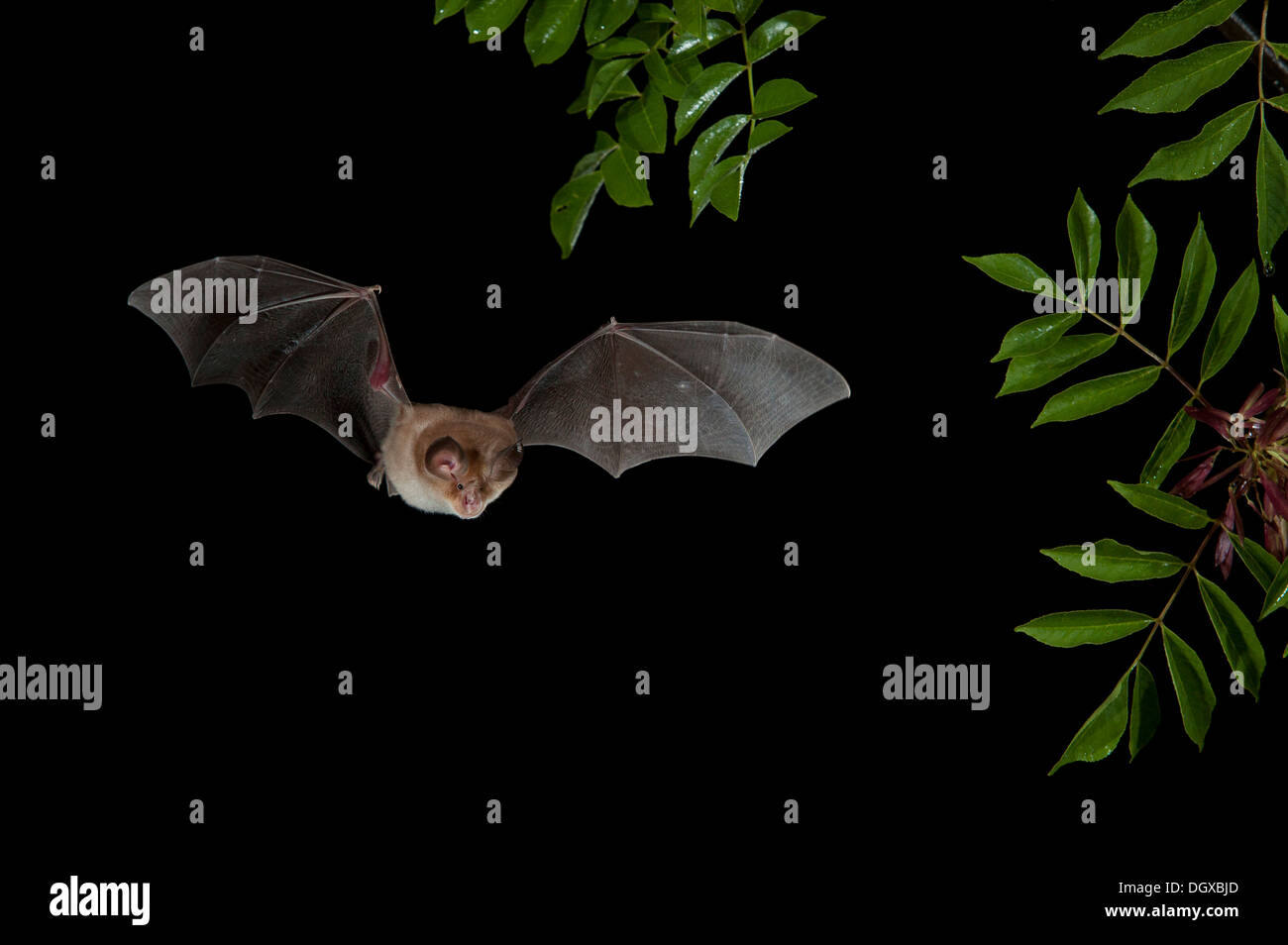 Mediterranean Horseshoe Bat (Rhinolophus Euryale) in flight, North ...