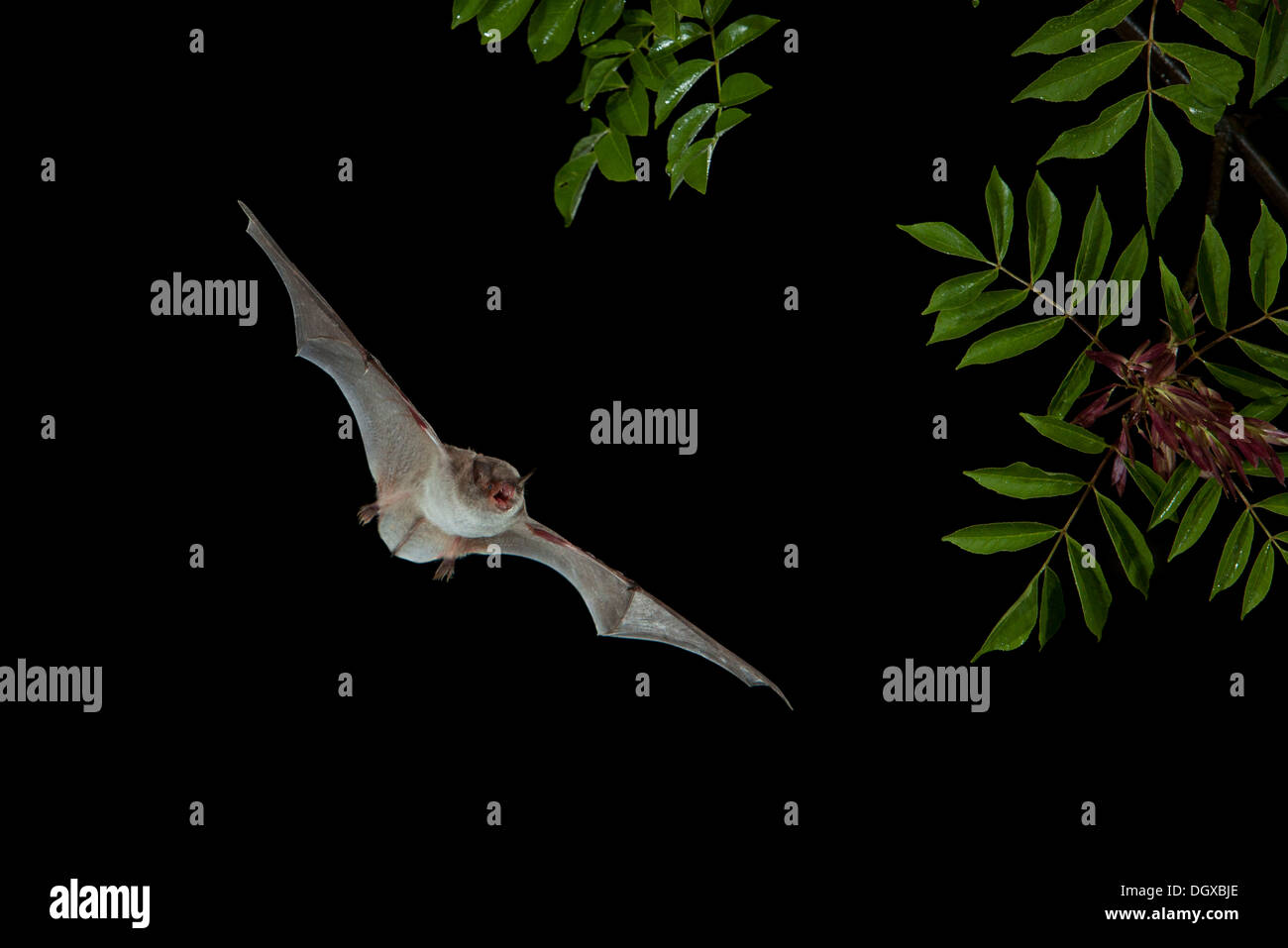 Myotis myotis bulgaria hi-res stock photography and images - Alamy