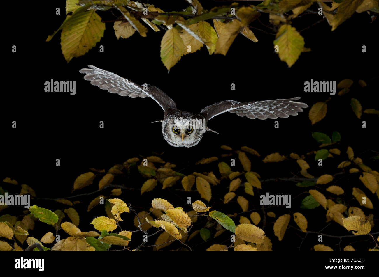 Owl in flight front view hi-res stock photography and images - Alamy