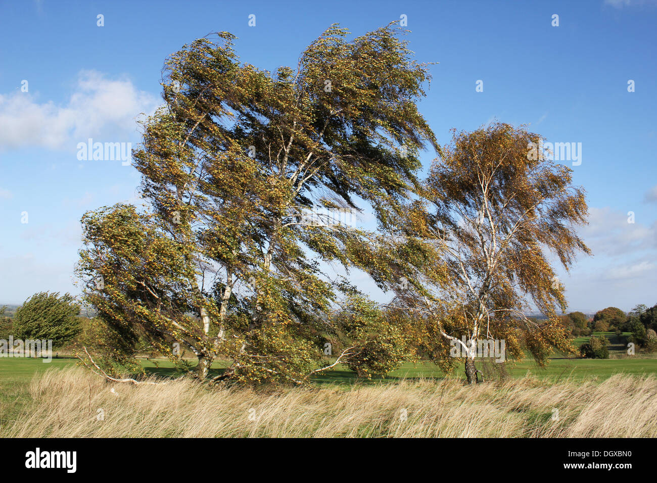 Trees Blowing In Wind