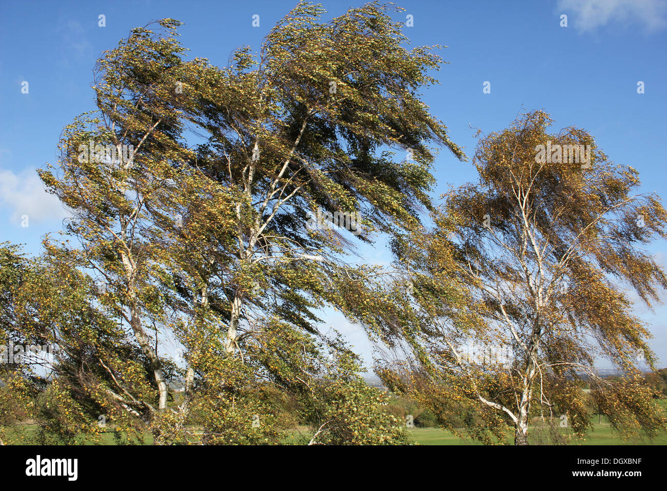 Wind swept trees hi-res stock photography and images - Alamy