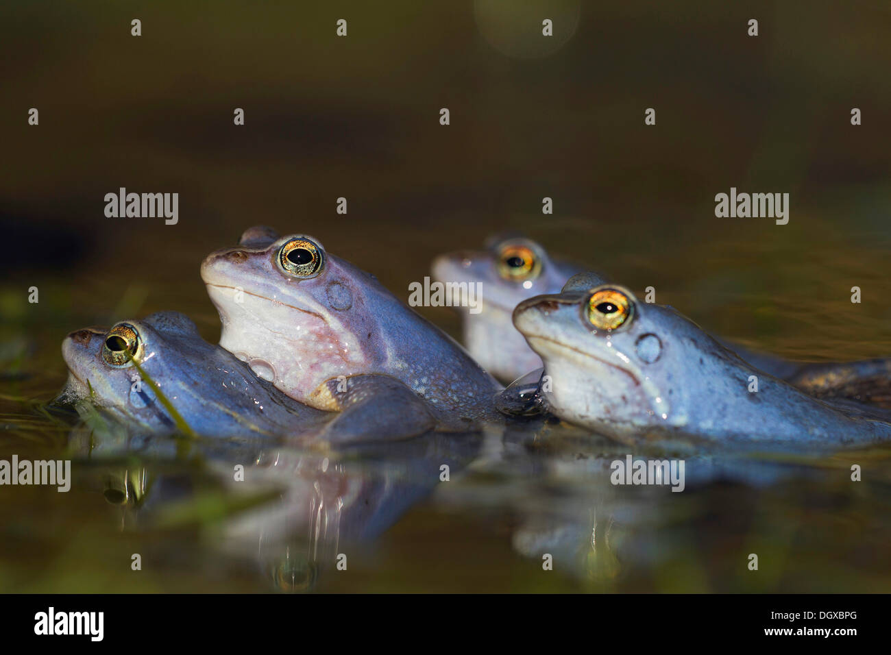 Moor Frogs (Rana arvalis), males during mating season, Feldberg Lake ...