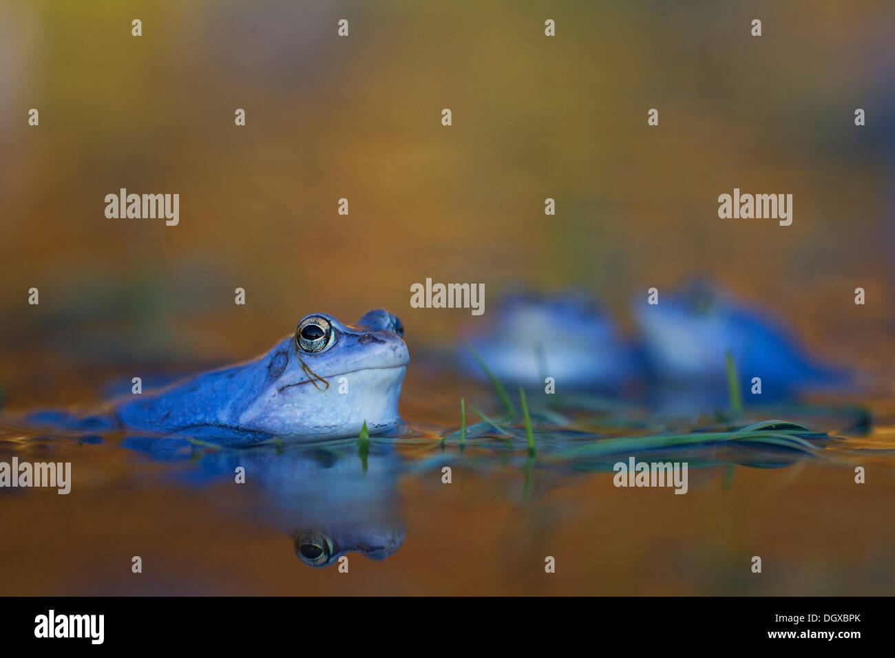 Moor Frog (Rana arvalis), male during mating season, Feldberg Lake ...