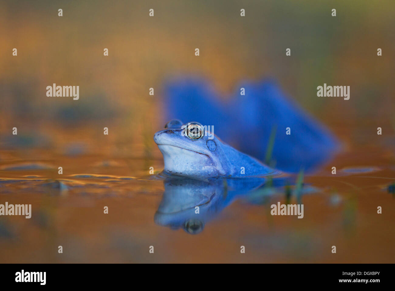 Moor Frog (Rana arvalis), male during mating season, Feldberg Lake ...