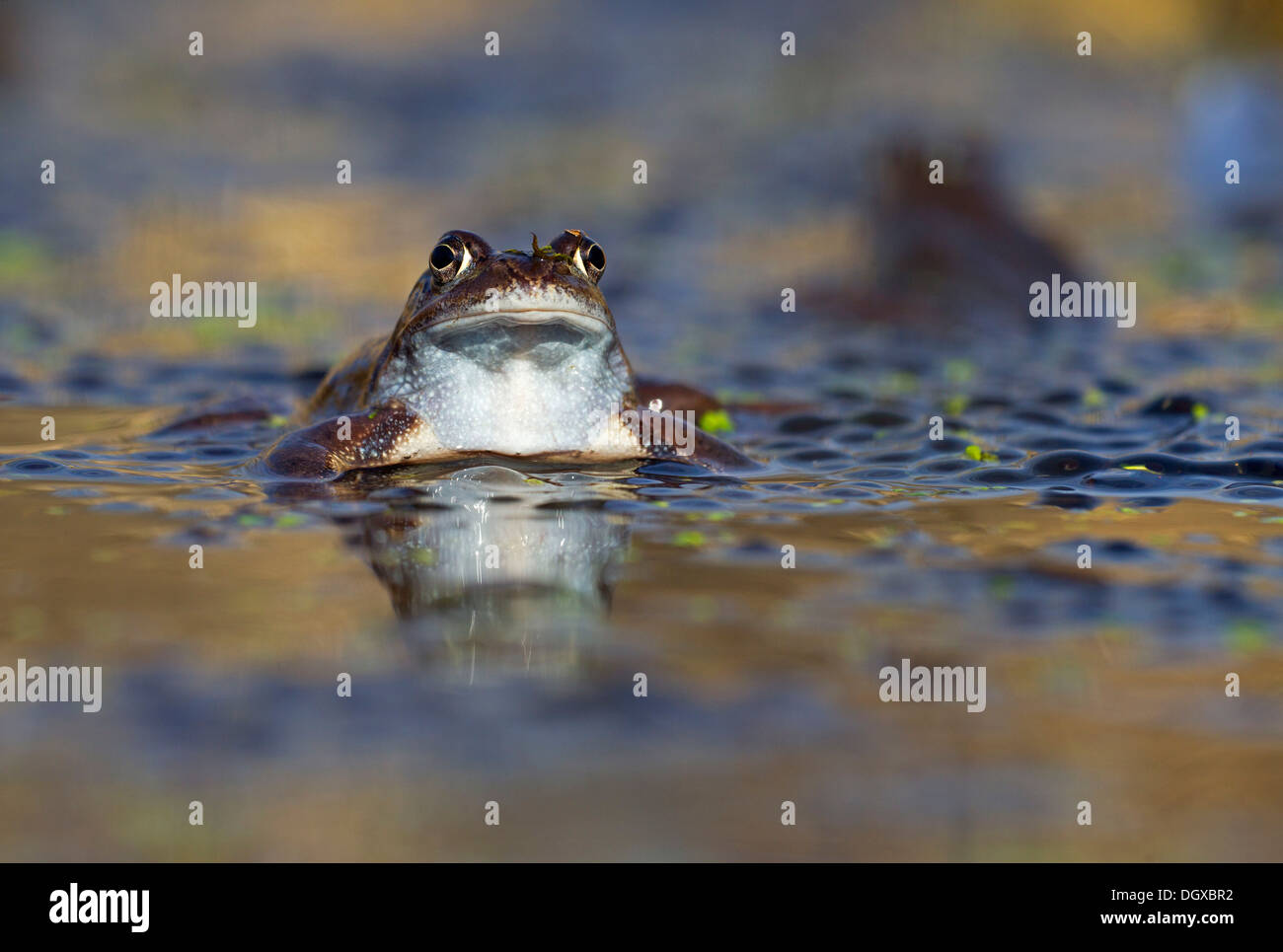 Mating display frog hi-res stock photography and images - Alamy