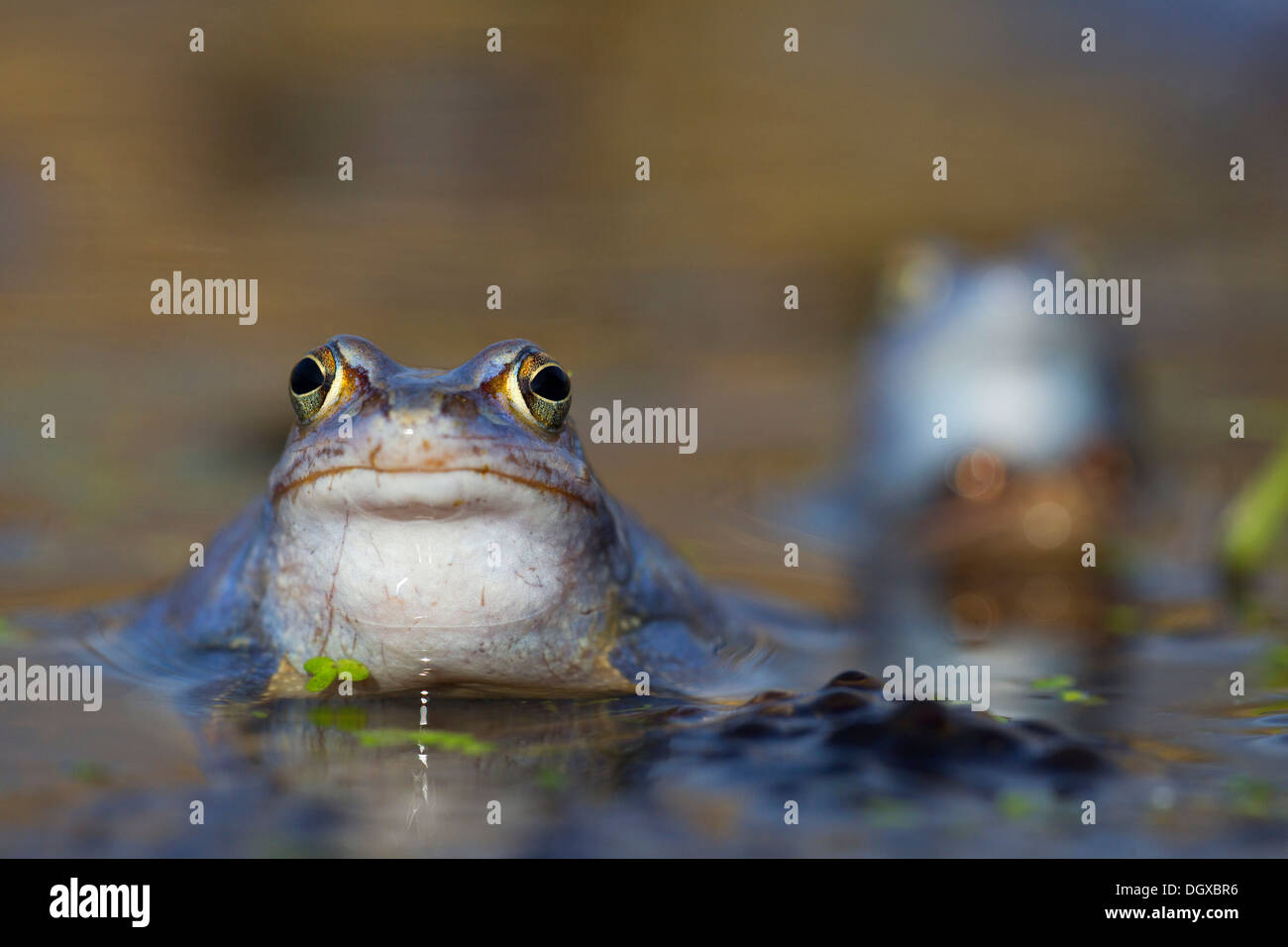Moor Frog (Rana arvalis), male during mating season, Feldberg Lake ...