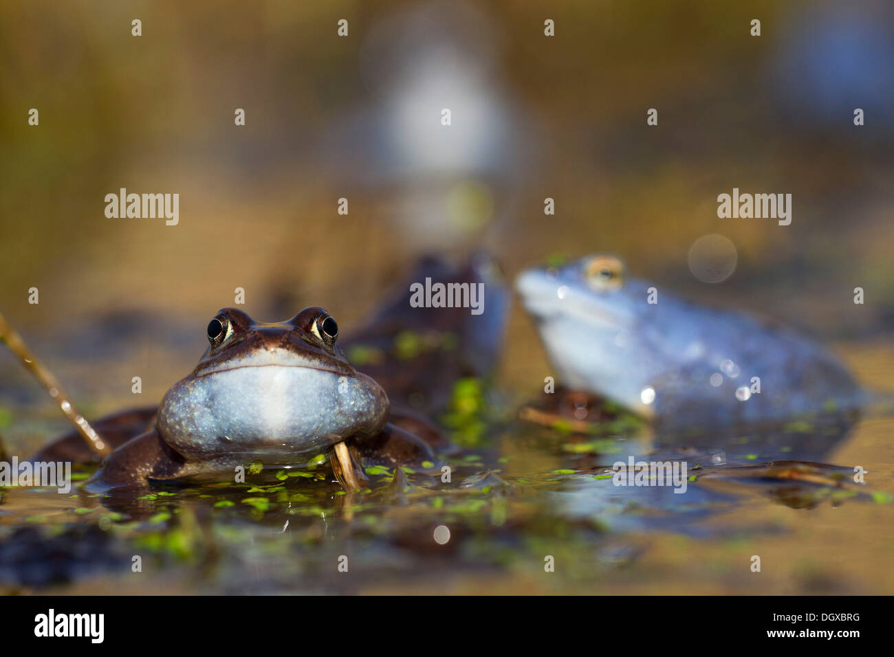 Common Frog (Rana temporaria), male during mating season, Feldberg Lake ...