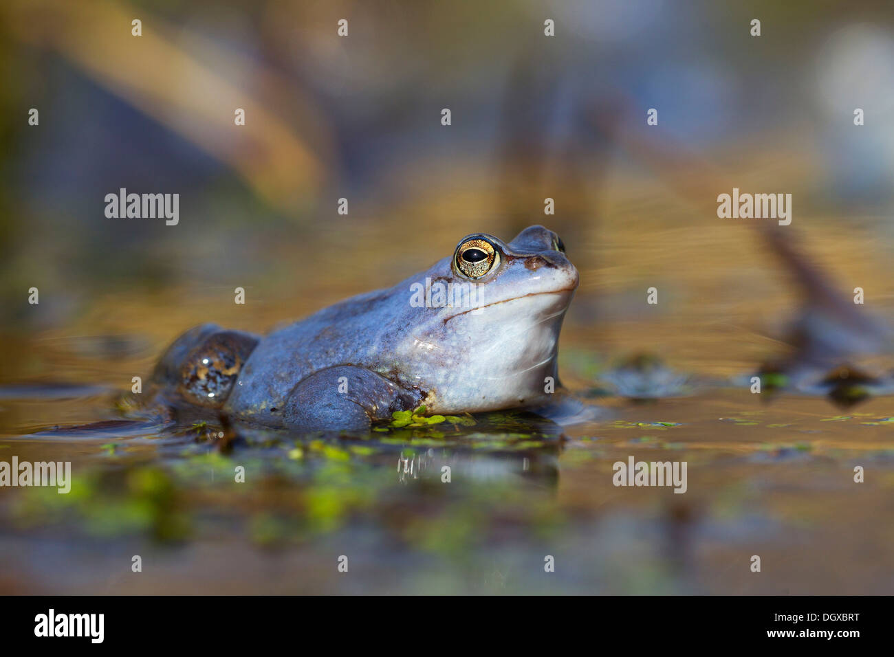 Moor Frog (Rana arvalis), male during mating season, Feldberg Lake ...