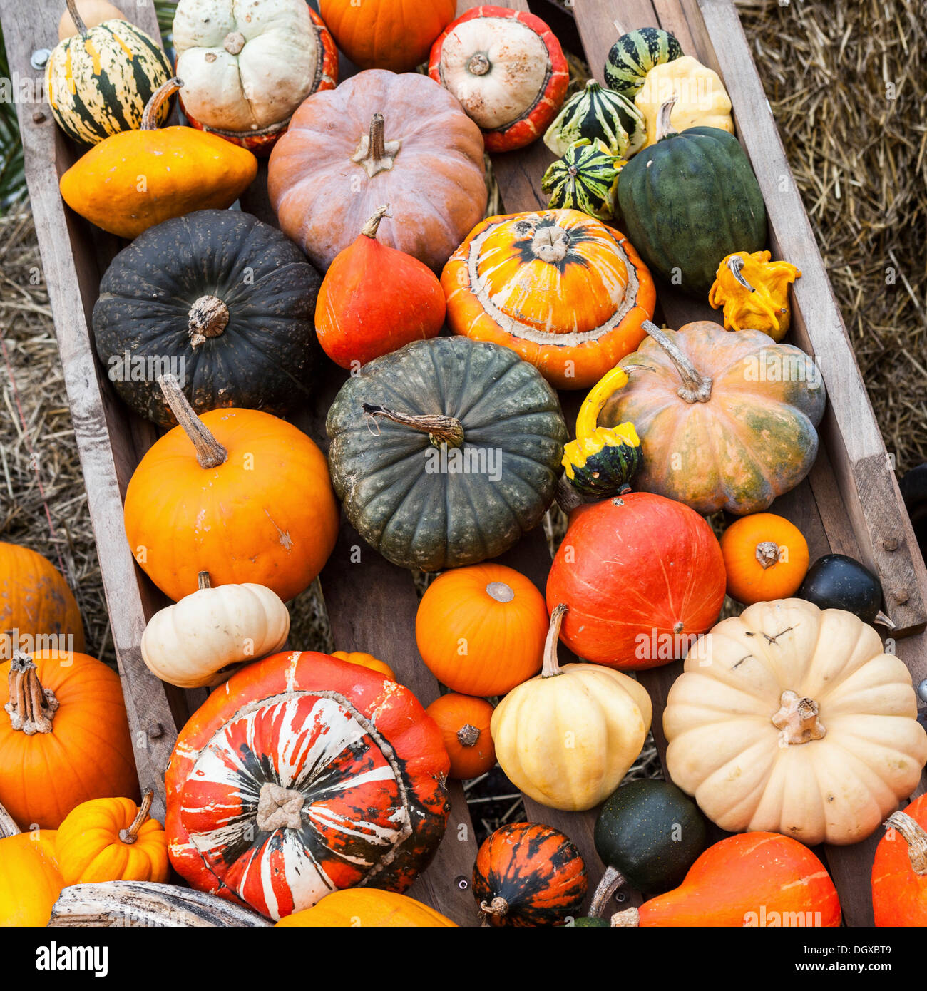 Autumn Harvest of colourful squashes & pumpkins displayed at the ...