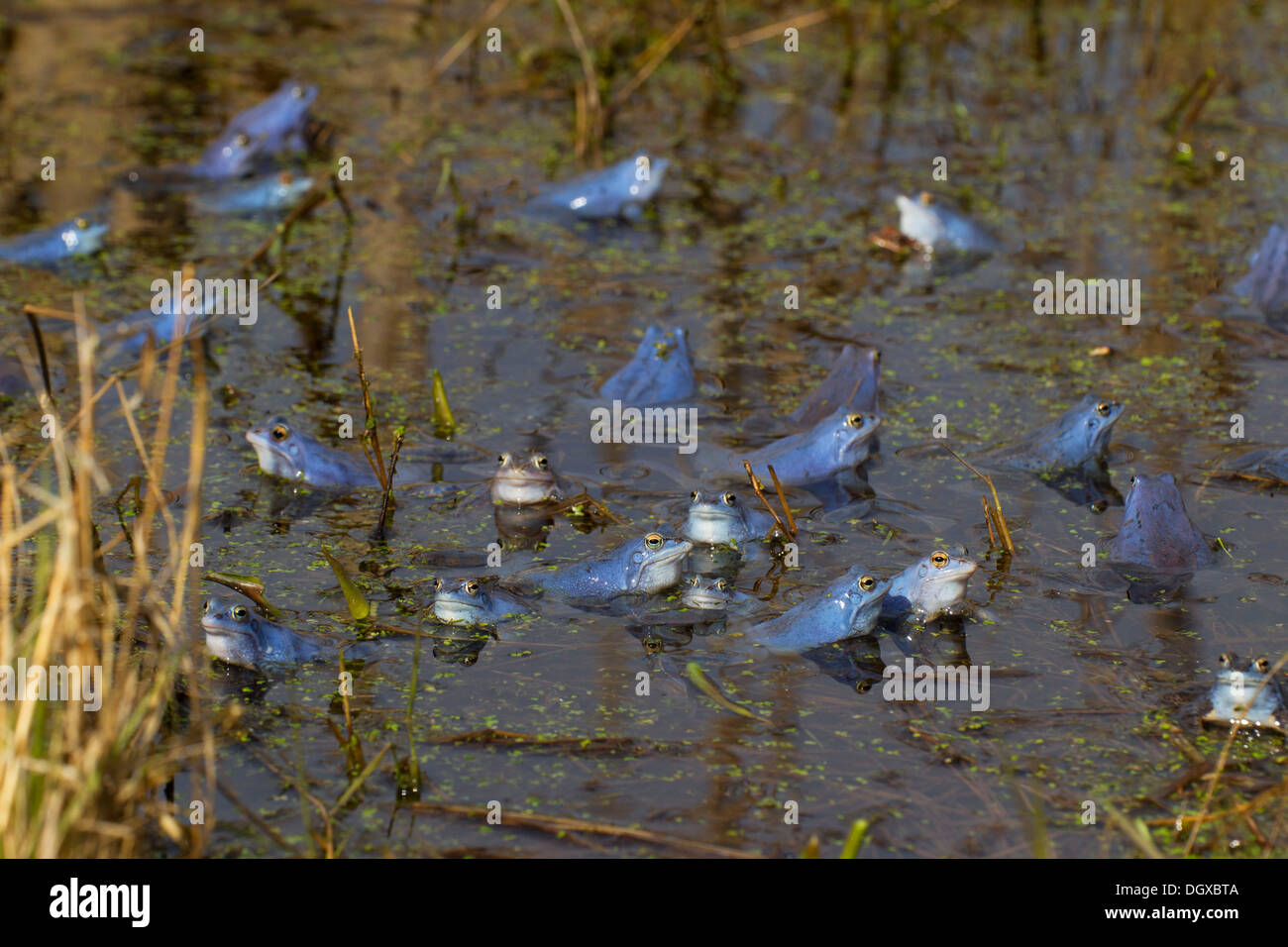 Moor Frogs (Rana arvalis), many males during mating season, Feldberg ...