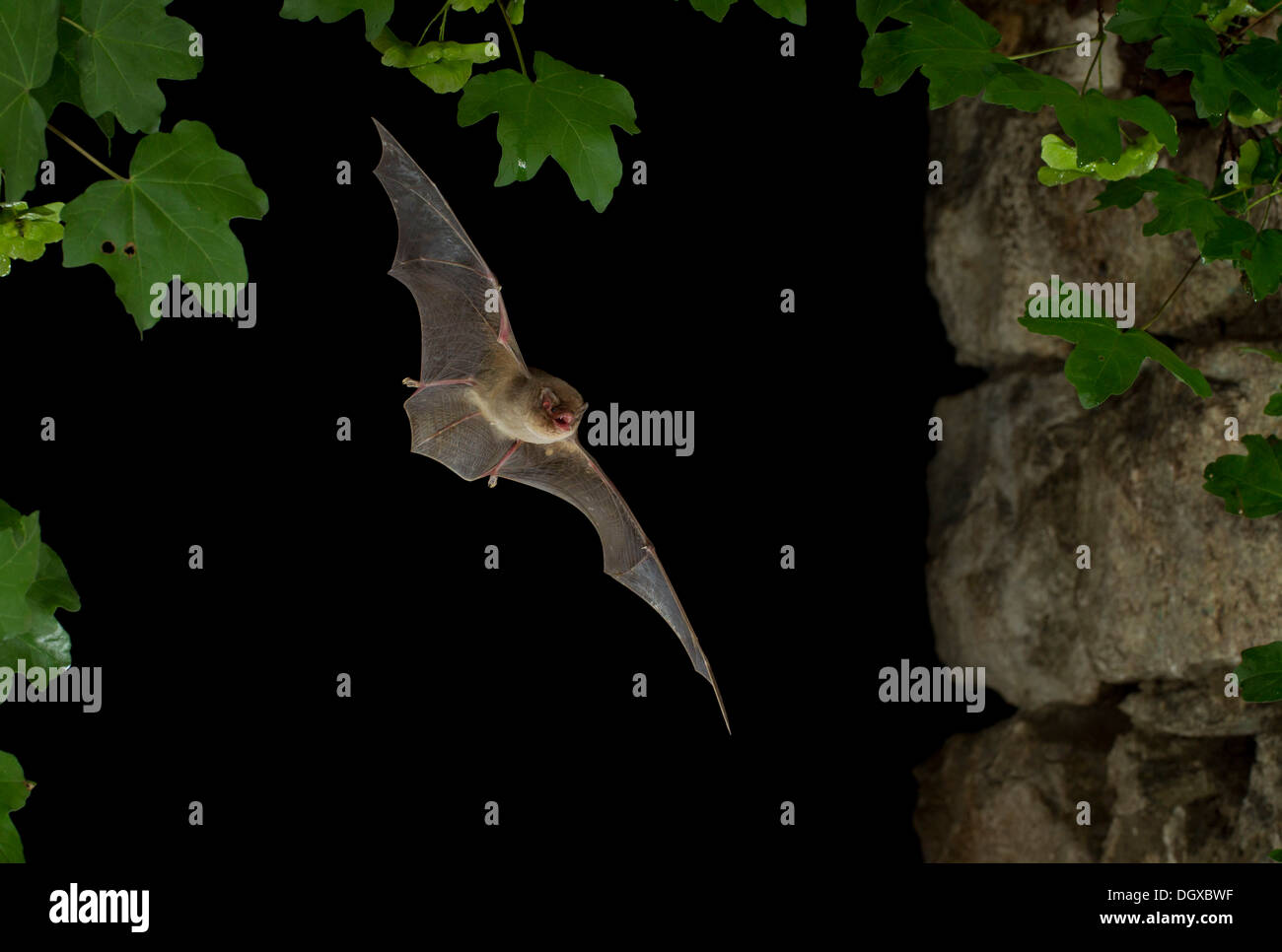 Common Bent-wing Bat or Schreibers' Long-fingered Bat (Miniopterus ...