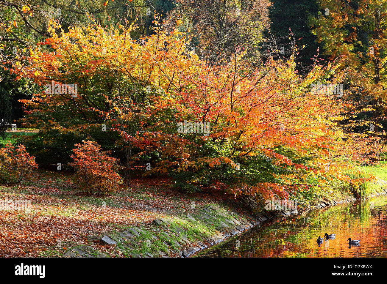 Red beech trees in autumn leaves hi-res stock photography and images ...