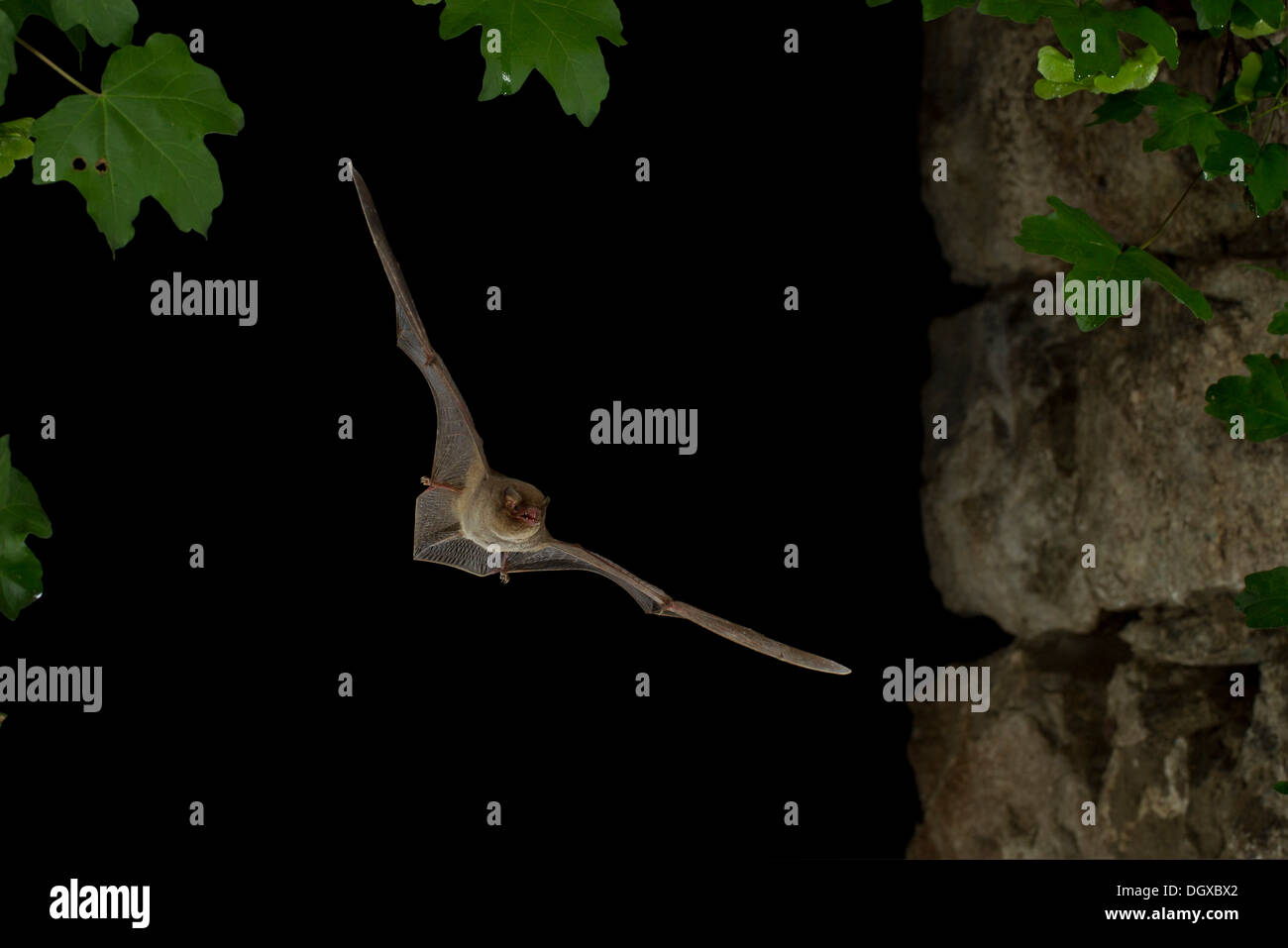 Common Bent-wing Bat or Schreibers' Long-fingered Bat (Miniopterus ...