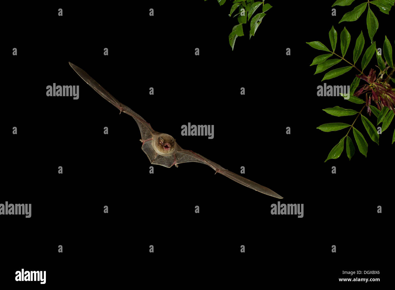 Common Bent-wing Bat or Schreibers' Long-fingered Bat (Miniopterus ...