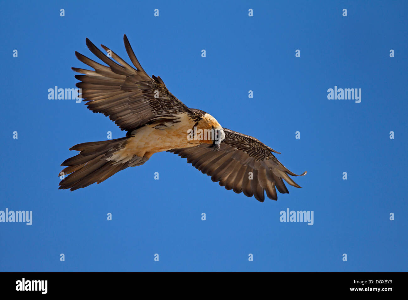 Bearded Vulture (Gypaetus barbatus) adult bird in flight, Pyrenees ...