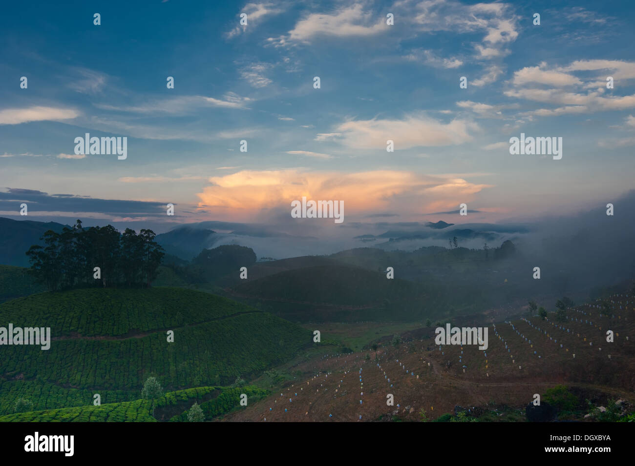 Early morning sunrise with fog at tea plantation. Munnar, Kerala, India ...