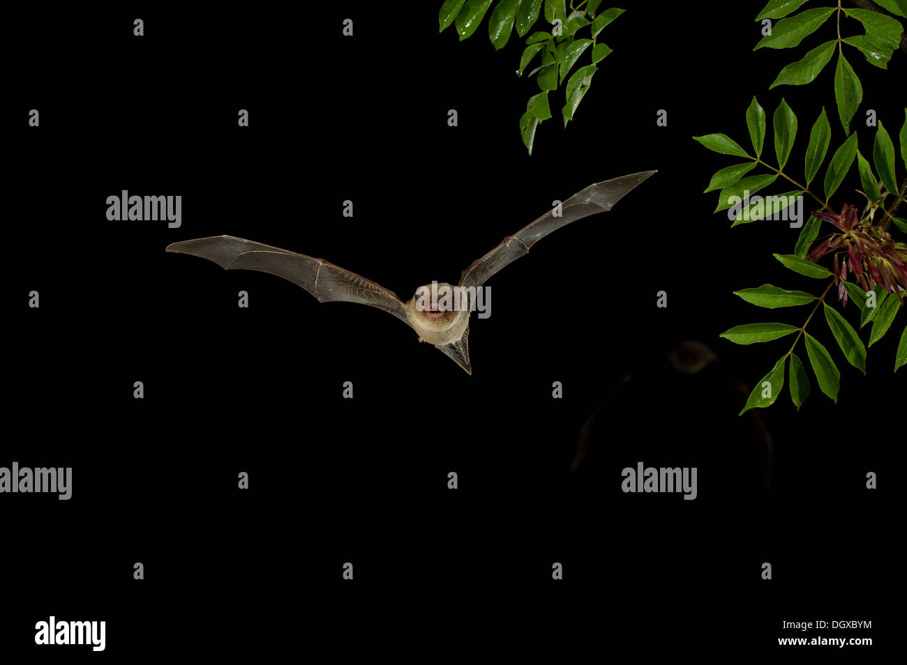 Common Bent-wing Bat or Schreibers' Long-fingered Bat (Miniopterus ...