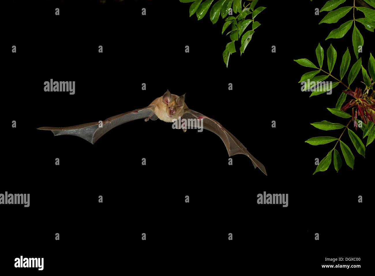 Greater Horseshoe Bat (Rhinolophus ferrumequinum) in flight, North ...