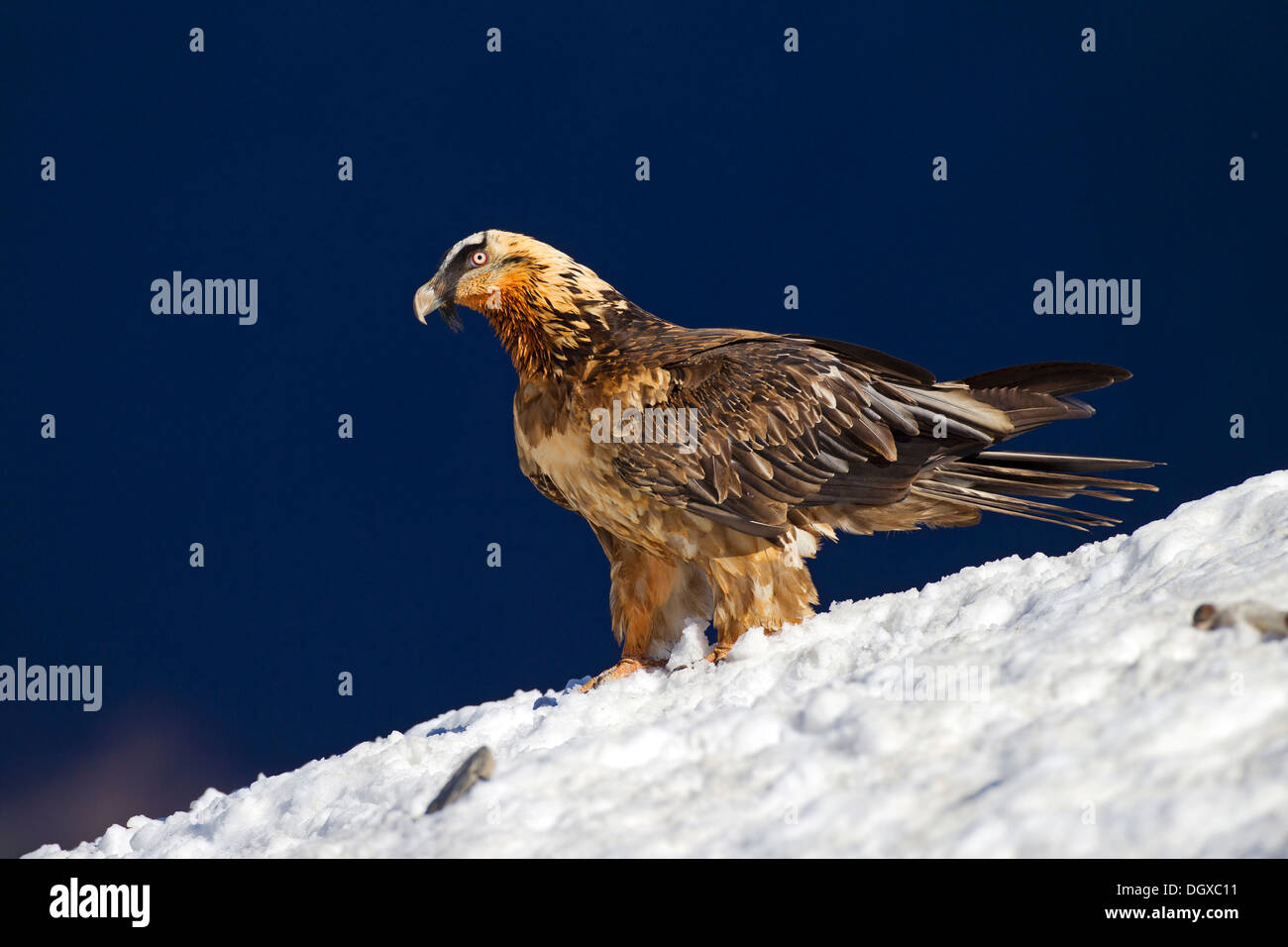 Bearded vulture gypaetus barbatus subadult hi-res stock photography and ...