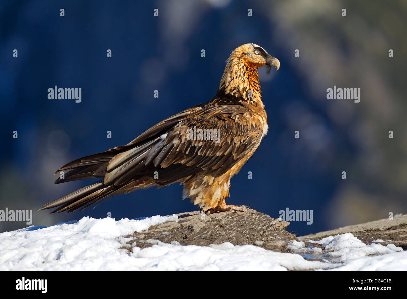 Bearded Vulture (Gypaetus barbatus), subadult bird, Pyrenees, Aragon ...