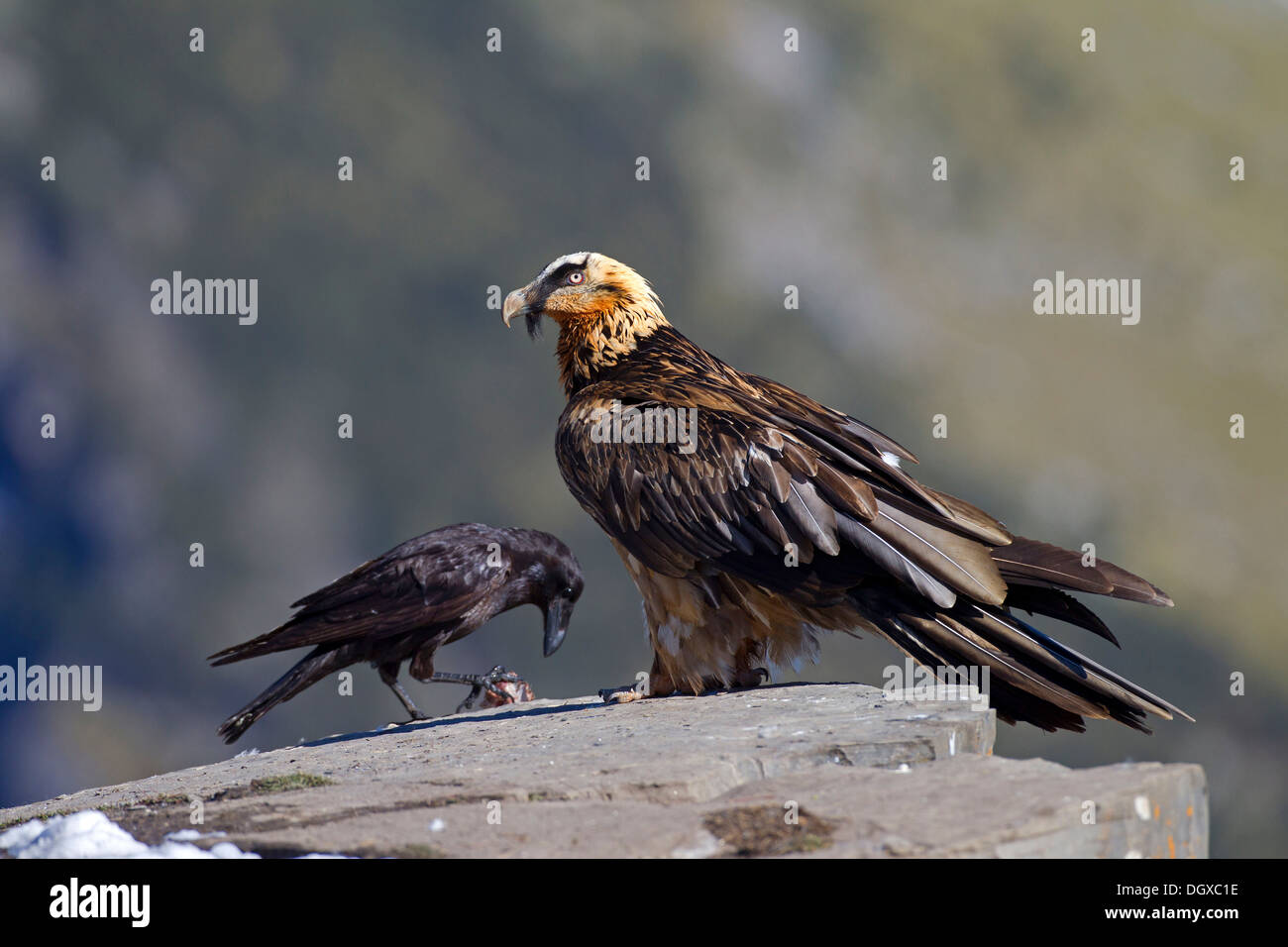 Bearded vulture gypaetus barbatus subadult hi-res stock photography and ...