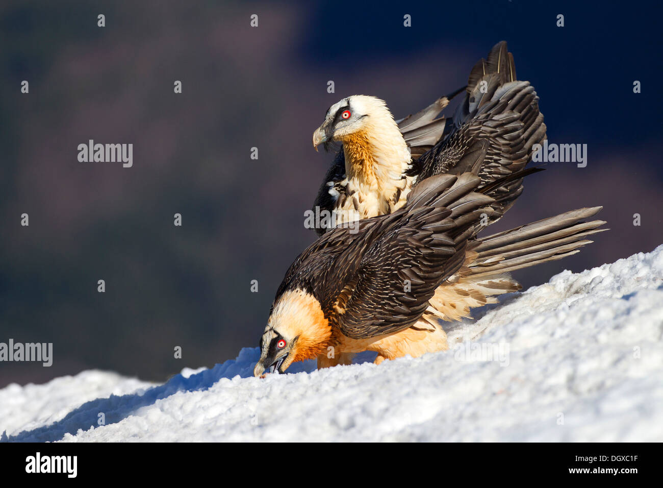 Pyrenees birds hi-res stock photography and images - Alamy