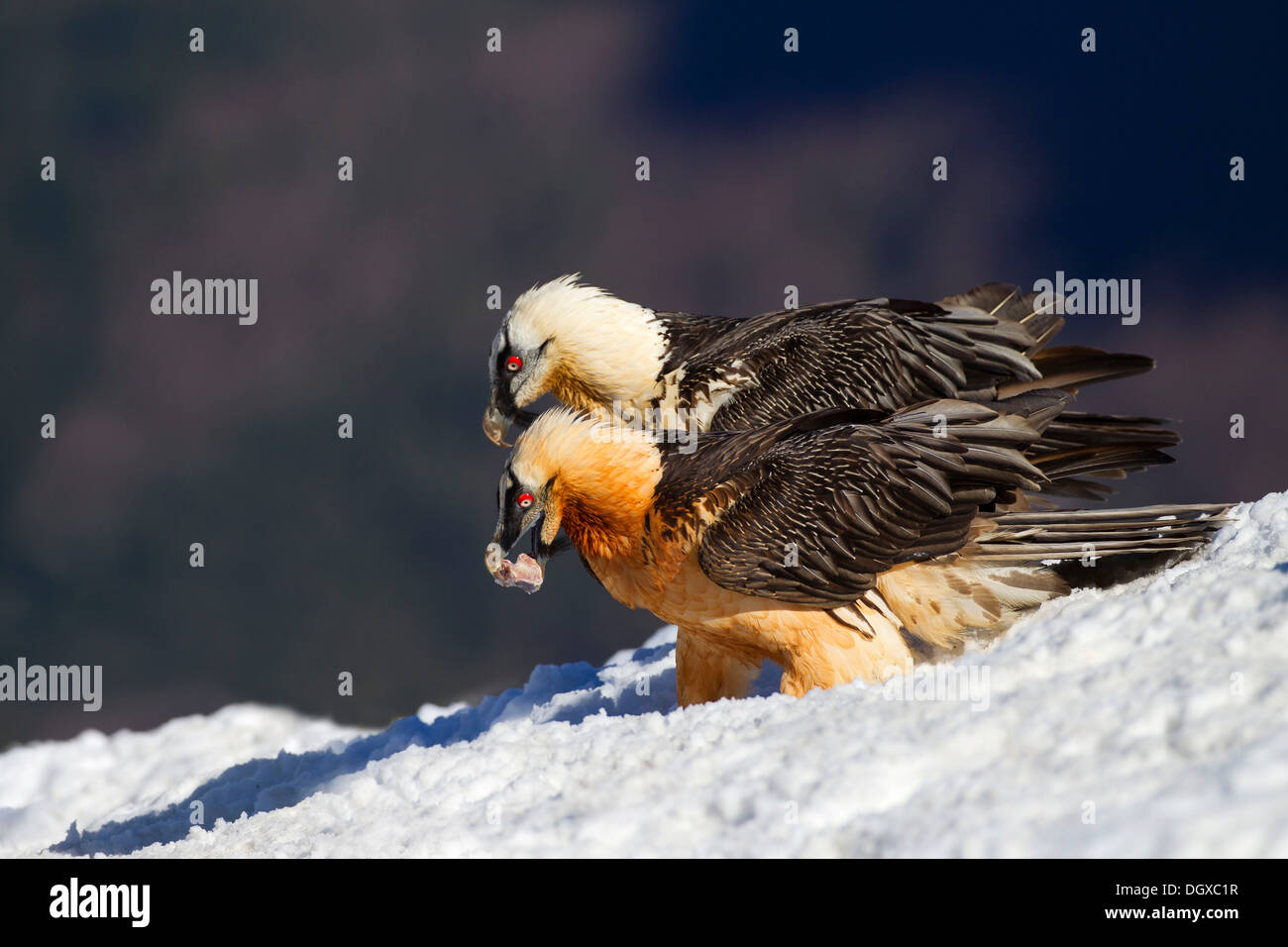 Bearded Vulture (Gypaetus barbatus), two adult birds, Pyrenees, Aragon ...