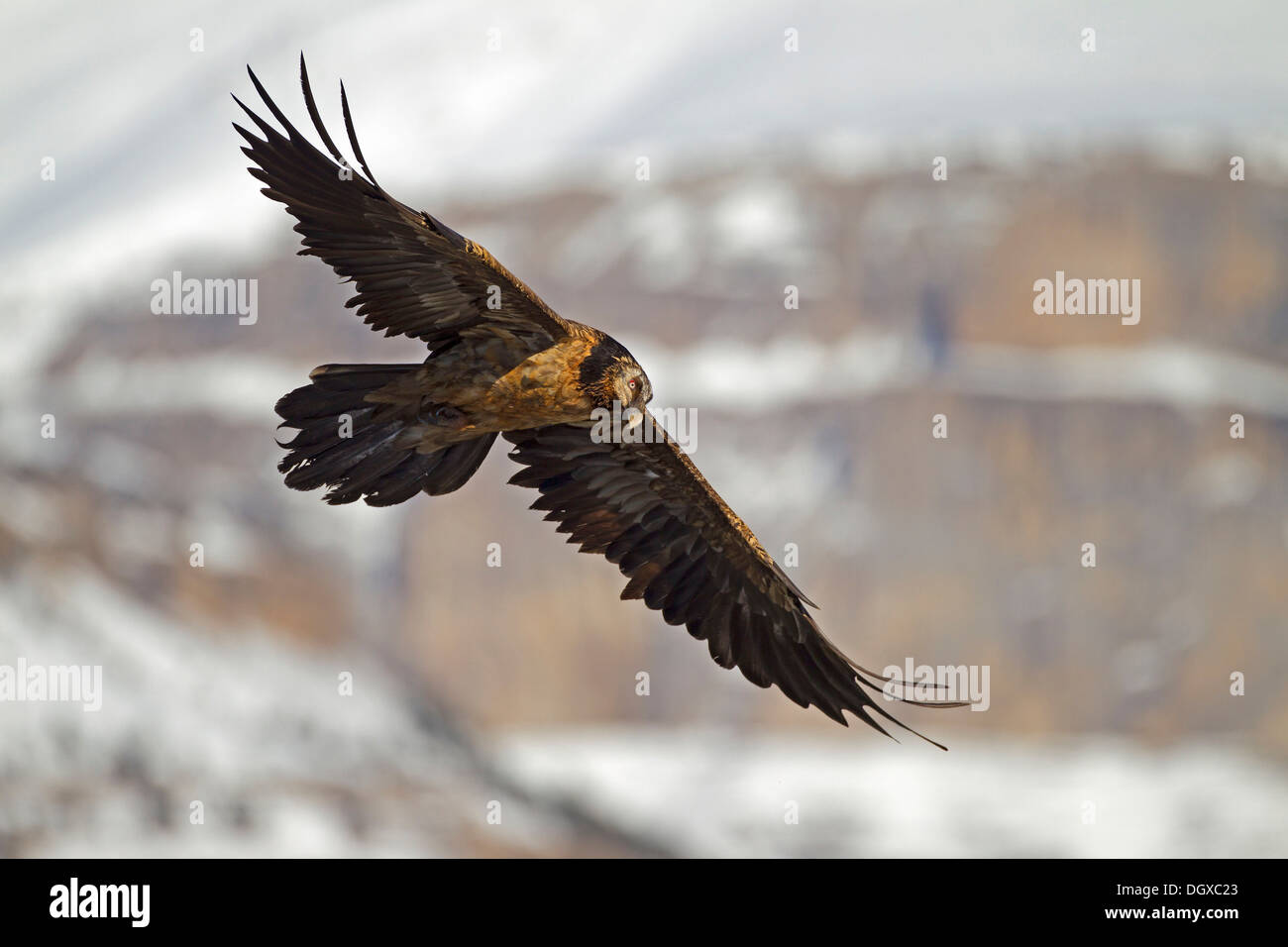 Bearded vulture gypaetus barbatus subadult hi-res stock photography and ...
