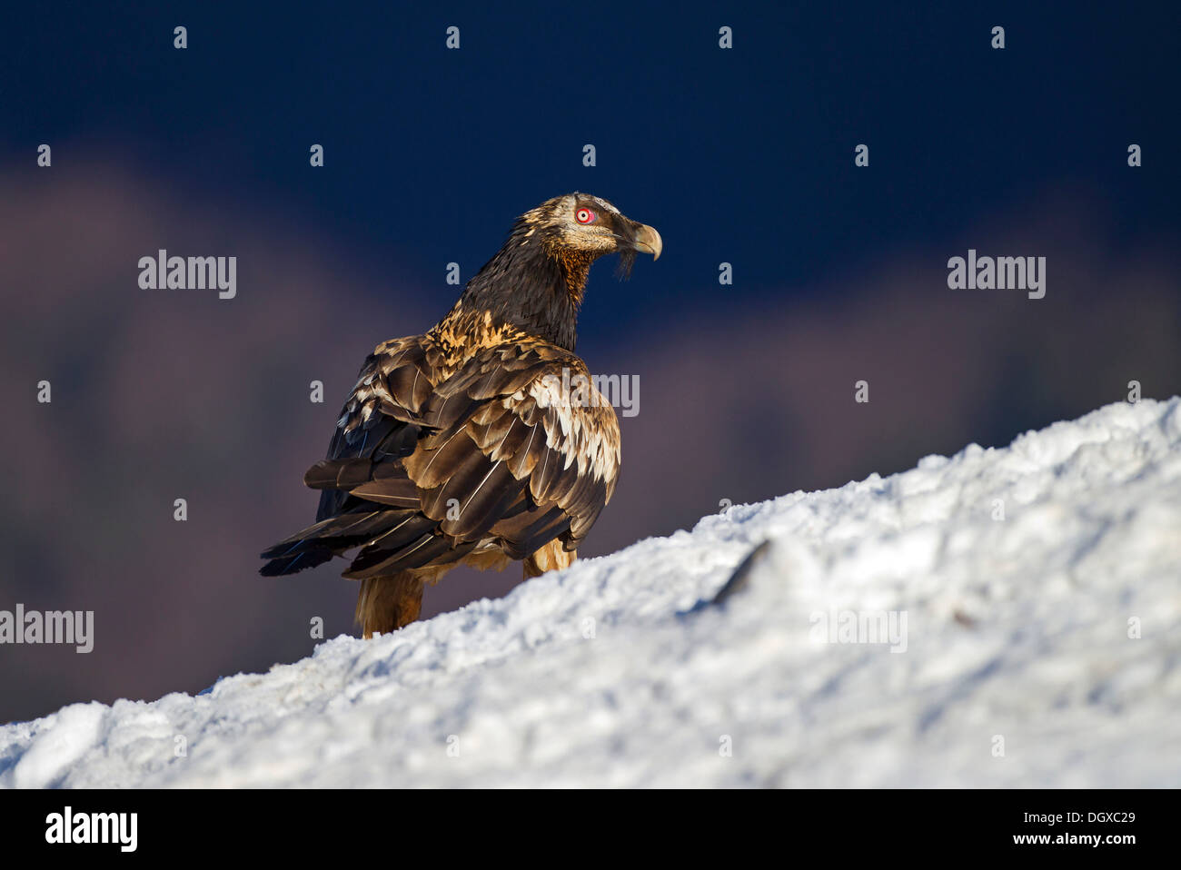 Bearded vulture gypaetus barbatus subadult hi-res stock photography and ...