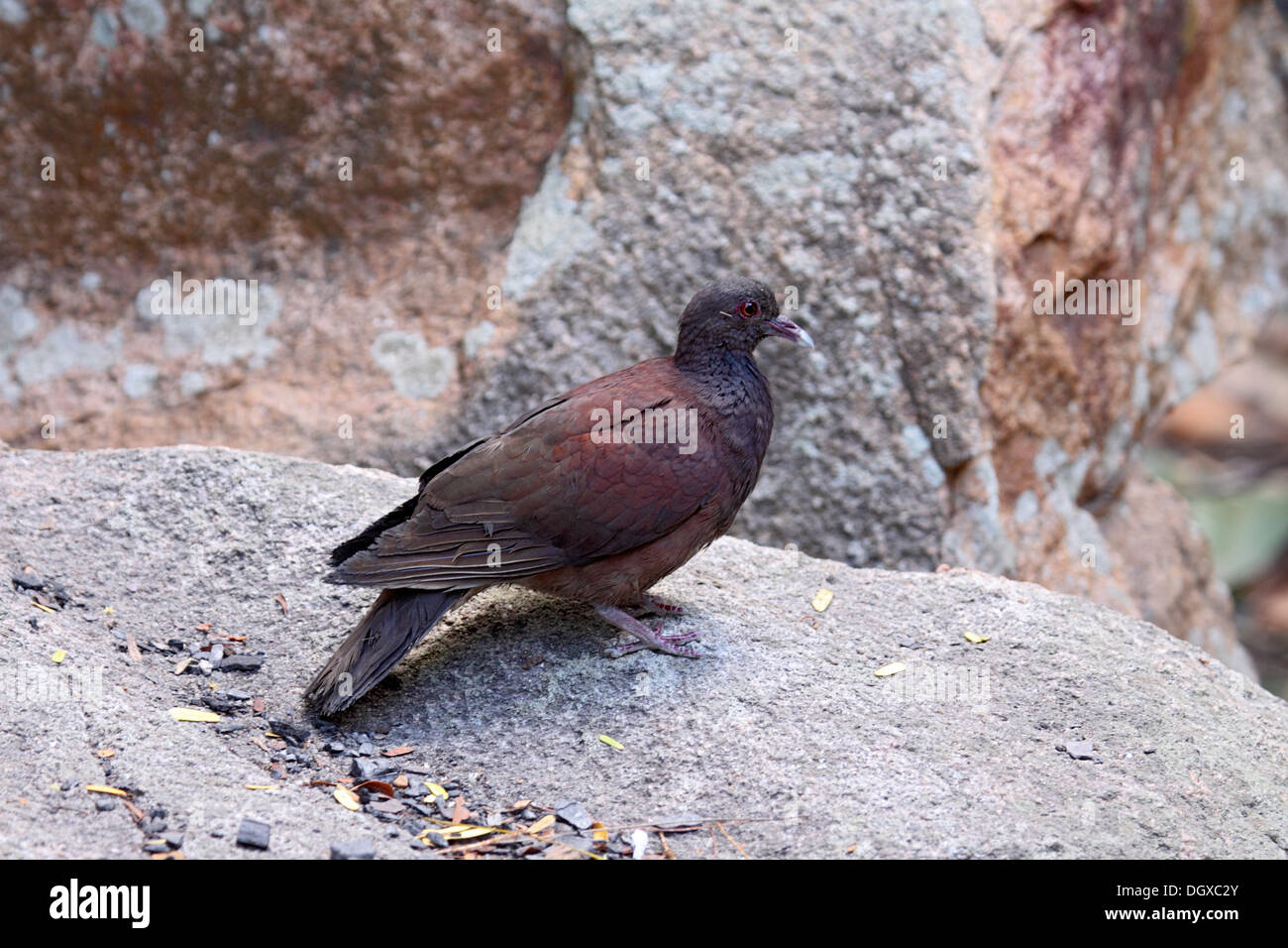 A hybrid dove perched on rock in The Seychelles Stock Photo - Alamy