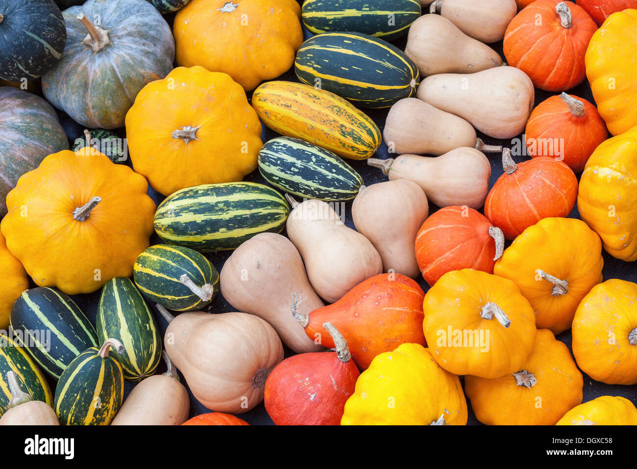 Autumn Harvest of colourful squashes & pumpkins displayed at the ...